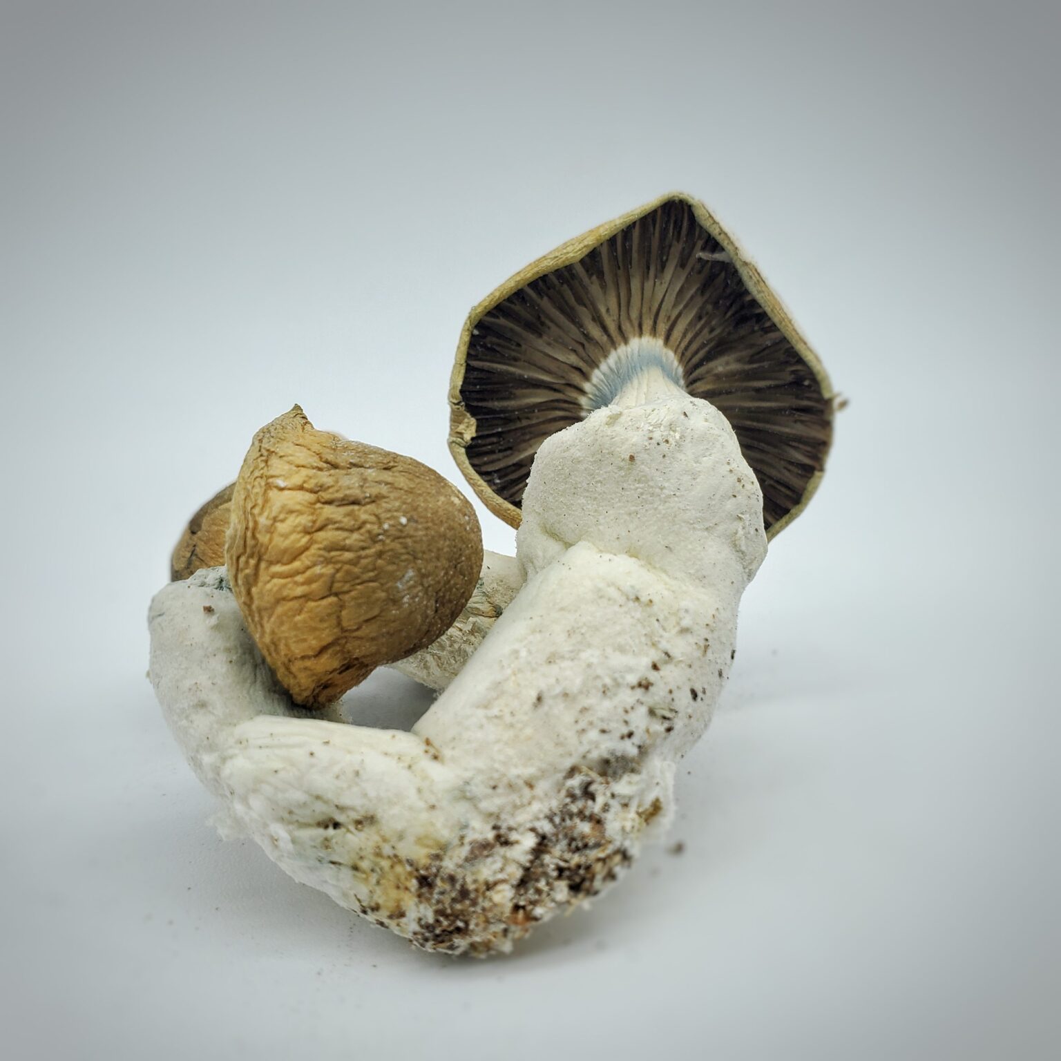 Alpha Buds – Same Day Weed Delivery in Lower Mainland